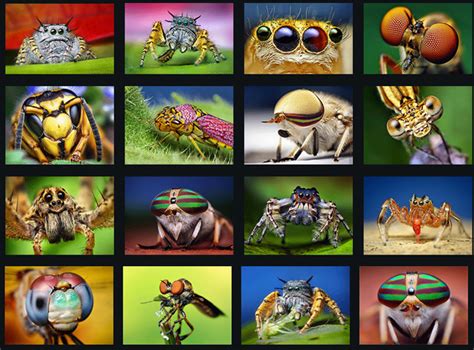 Macro Photography Of Insects And Spiders By Thomas Shahan The Canadian