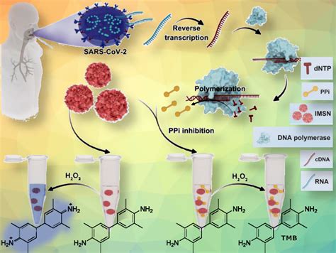 Sars Cov Nucleic Acid Detection By Naked Eye Chemistryviews