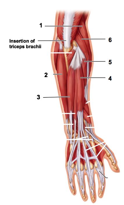 Bio Lab Posterior Aspect Of Forearm Muscles Diagram Quizlet