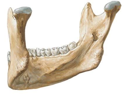 Mandible Left Posterior View Netters Diagram Quizlet