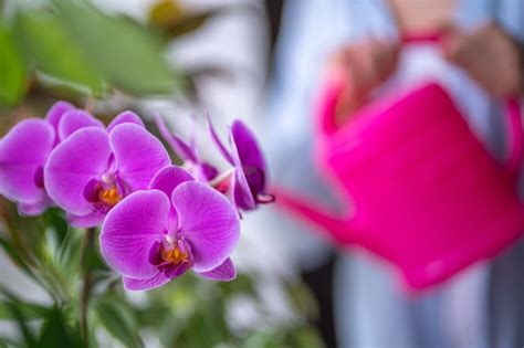 Comment bien arroser votre orchidée Phalaenopsis Les erreurs à éviter