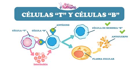 Celulas De Tipo B Y T Juegos Infantiles