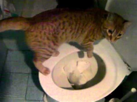 mi gato orina en el baño YouTube
