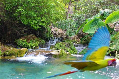Reserva de la biosfera El Cielo Un verdadero paraíso en Tamaulipas