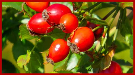 Rosa Mosqueta beneficios y contraindicaciones del té HierbasMx