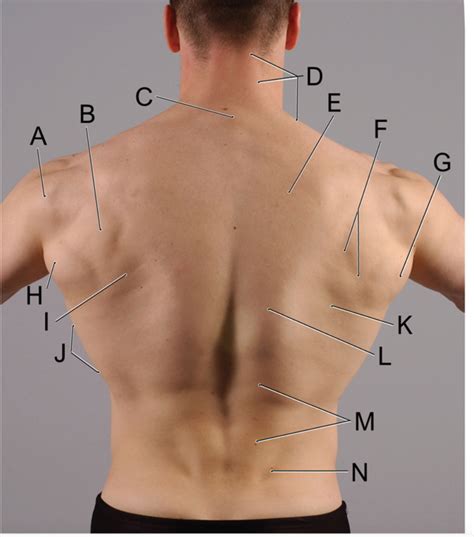 Dorsal Back Muscles Surface Anatomy Diagram Quizlet