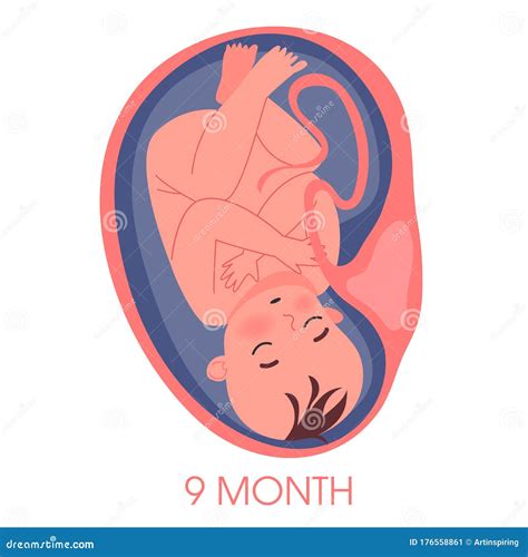 Embrión En útero Noveno Mes Desarrollo Fetal Y Crecimiento Durante
