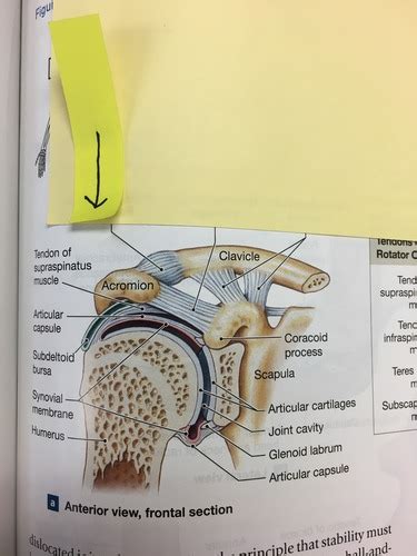 Anatomy And Physiology Lab Exam Complete List Flashcards Quizlet
