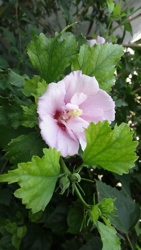 Natureza Flora Folha Foto Gratuita No Pixabay Pixabay