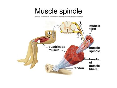 Muscle Spindle Anatomy