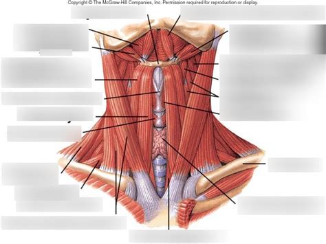 Gross Anatomy Lab Exam 2 Neck Muscles Animated Diagram Quizlet