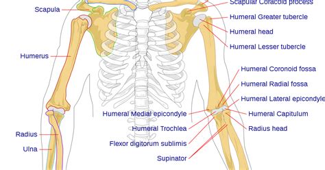Structures Of The Shoulder And Upper Limb