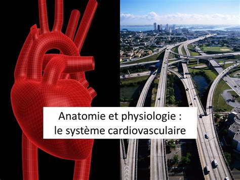 Anatomie et physiologie le système cardiovasculaire PDF ETUDE AZ