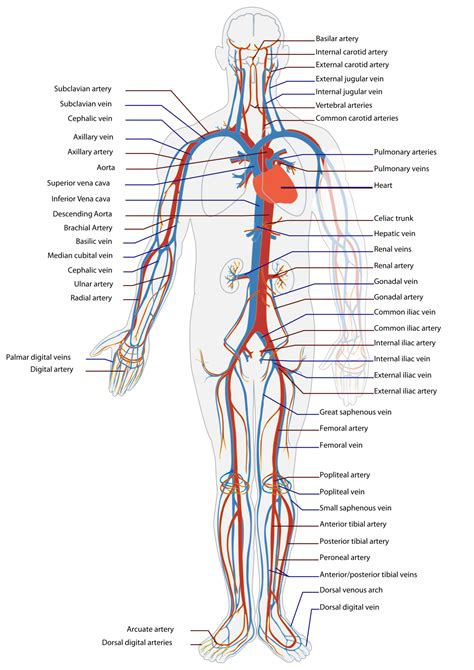 Circulatory System Diagram Labeled Veins