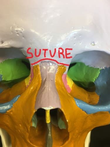 Lab Axial Skeleton Head Neck And Back Muscles Flashcards Quizlet