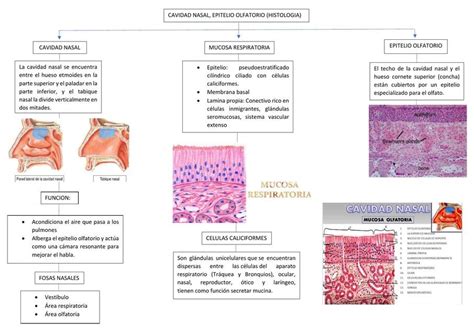 Cavidad Nasal Epitelio Olfatorio Histologia Udocz The Best Porn Website