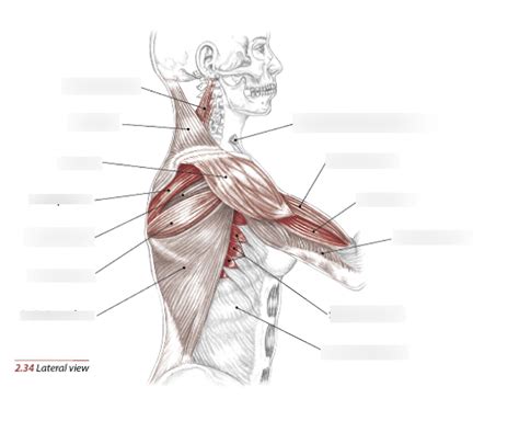Muscles Of Shoulder And Arms 2 Diagram Quizlet