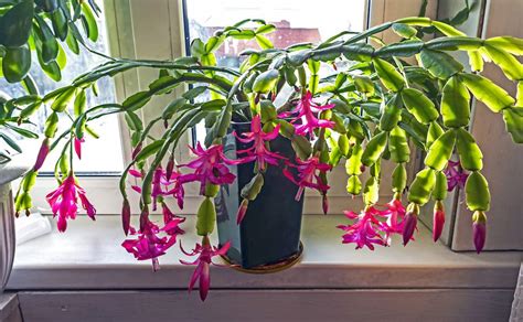 10 Cosas Que Debes Saber De Los Cactus De Navidad