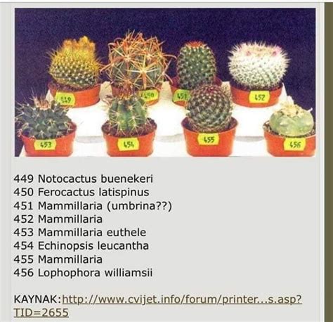 10 Especies de cactus y plantas suculentas fáciles de mantener y