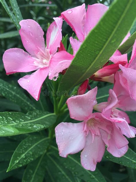 Pink Flowers On Green Leaves Stock Image Image Of Season Spring