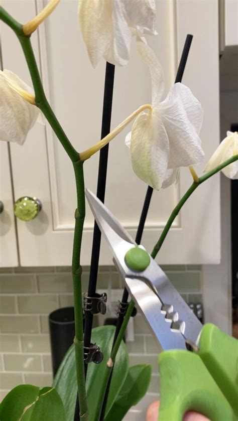 Orchid Care After Flowering Indoor Orchid Care Orchid Plant Care