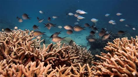 Great Barrier Reef Has Lost Half Of Its Corals Since 1995 BBC News