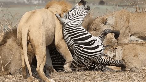 Helpless Zebra Gets Eaten Alive By Lions Youtube