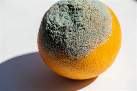 How To Tell If Cantaloupe Is Bad