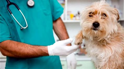 Eldorado tendrá guardias veterinarias Primera Edición