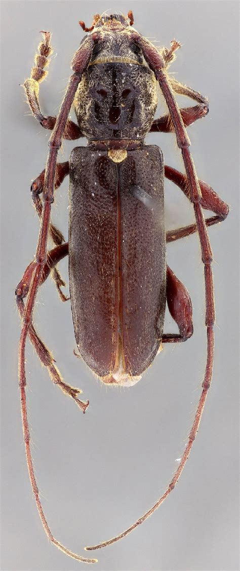 Cerambycidae Species Details