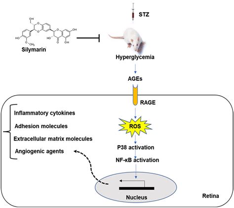 Schematic Of The Possible Effect Of Silymarin On Reducing Retinal