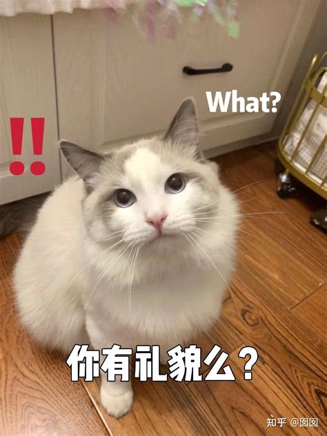 出 布偶猫 家养 知乎