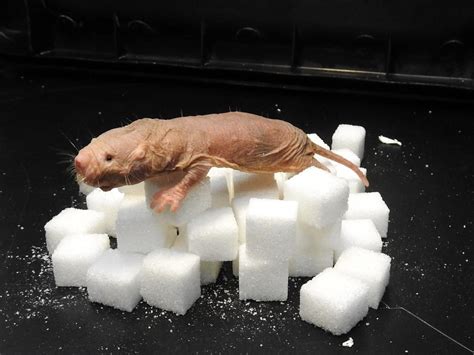 Breathe Easy The Naked Mole Rat S Secret To Eurekalert