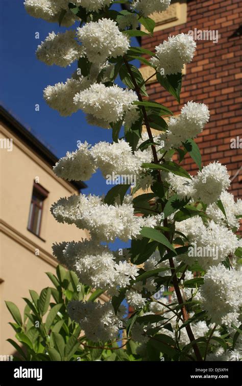 Deutzie Strauch Hi Res Stock Photography And Images Alamy