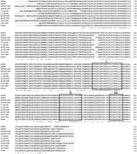 Alignment Of P Arom Amino Acid Sequences Clustalw Multiple Sequence