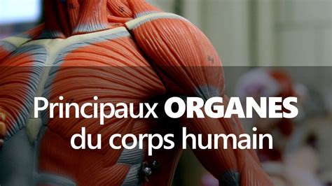 Les Principaux Organes Du Corps Humain Index Sant Youtube