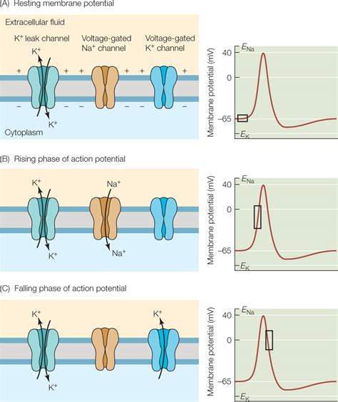 action potentials presentation