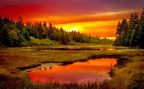 Nature Landscape Sunset Forest