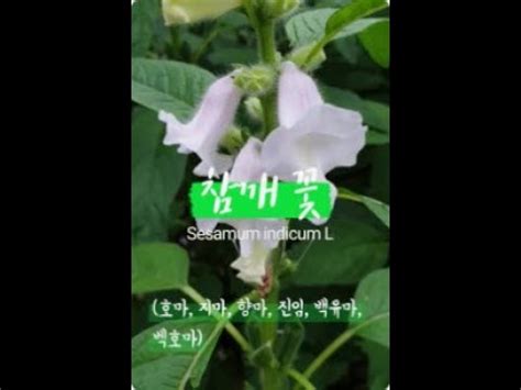 참깨 꽃 Sesamum indicum 호마 지마 백유마 백지마 Sesame 芝麻 ゴマ 꽃 백과사전 식물도감