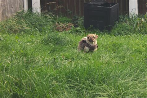Why Your Lawn Landscaping Needs A Spring Yard Cleanup