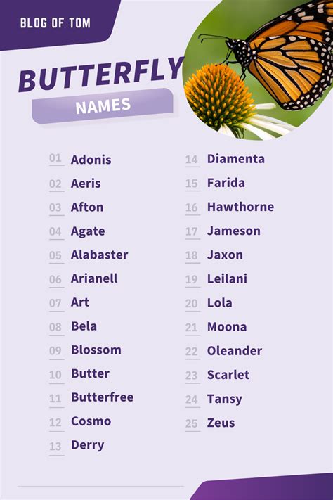 Butterfly Names Unique Good Cute Naming Ideas Cute Pet Names