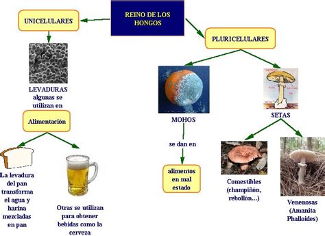 Cuadros sinópticos sobre reino hongo Cuadro Comparativo
