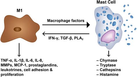 Mast Cell Macrophage Interaction Schematic Diagram Demonstrating The
