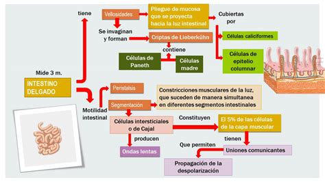 Partida Fisiologia Humana Basica Ácido Gástrico Intestino Delgado