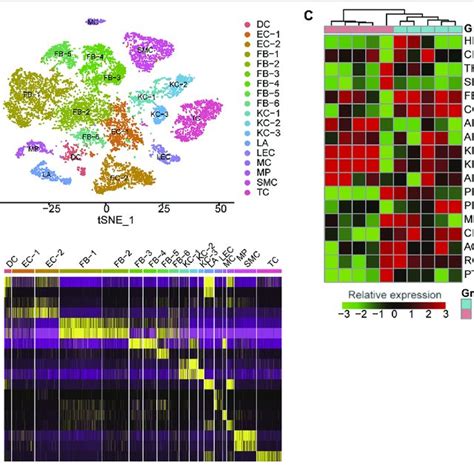 The Cell Populations And Marker Genes In The Skin Samples Of