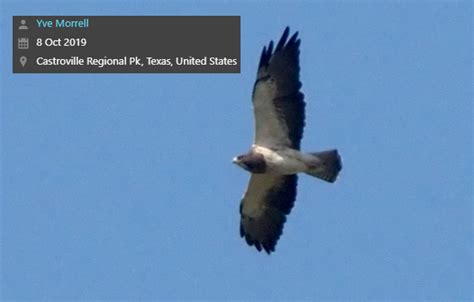 El Salvador Birds Julio Acosta On Twitter LOS RIESGOS DE LA