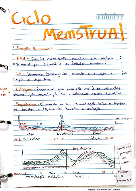 Ciclo Menstrual Biologia