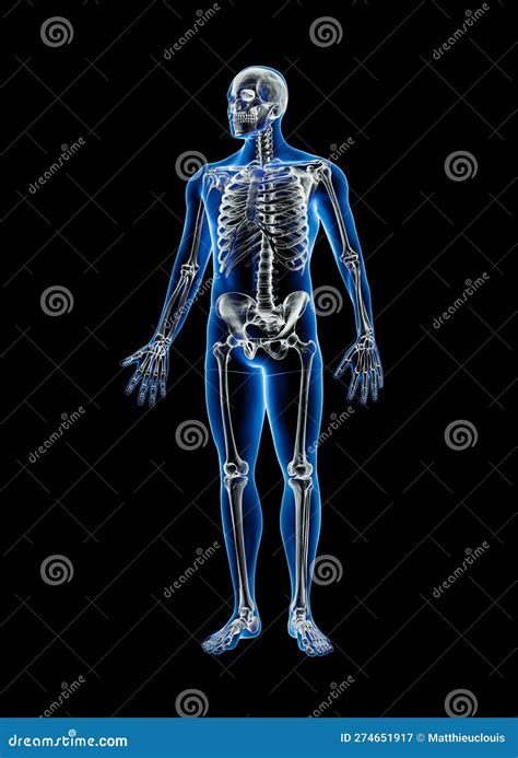 Xray Front View Of Full Human Skeleton With Male Body D Rendering