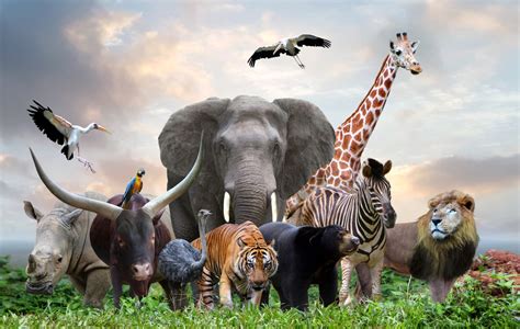 Journ E Mondiale Des Animaux Esp Ces Menac Es Fr