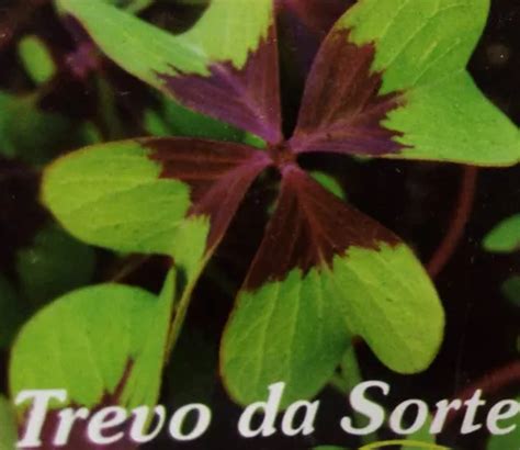 Trevo De Quatro Folhas Trevo Da Sorte Germinando Nova Folha